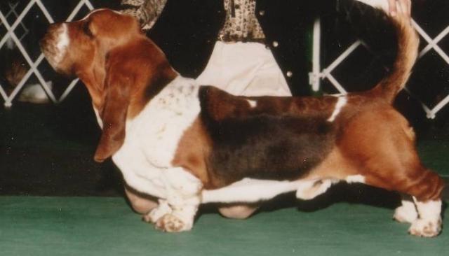 Sebastian - Olde Fashion Bassets