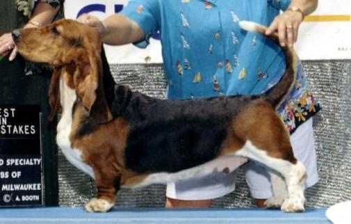 Tally - Olde Fashion Bassets