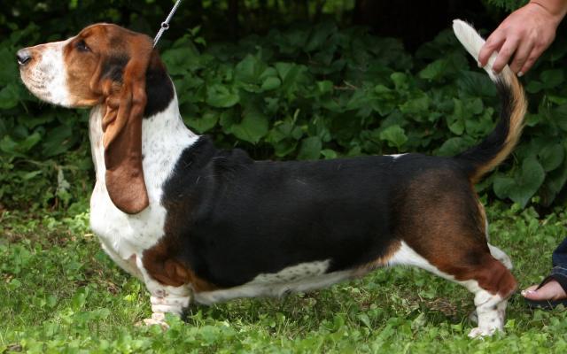 Sizzle - Olde Fashion Bassets
