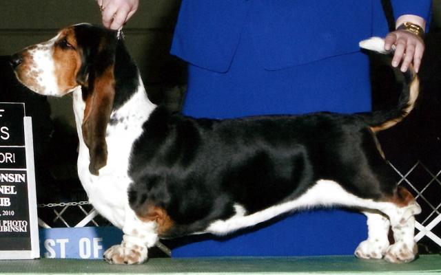 Dorie - Olde Fashion Bassets