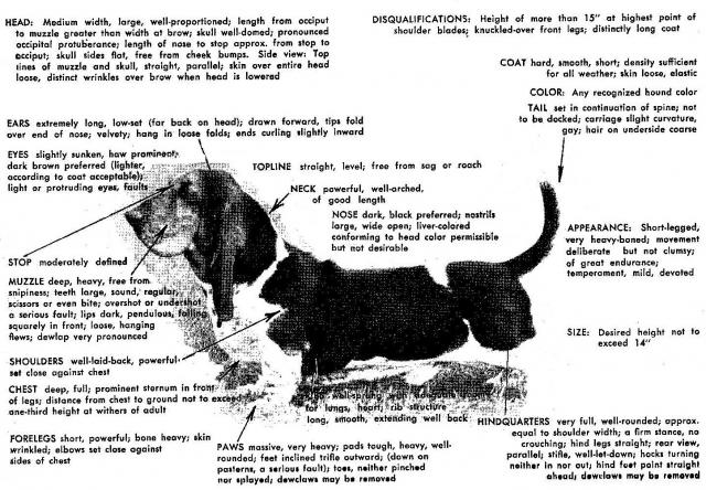 Basset Hound Standard - Olde Fashion Bassets